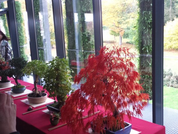 Klevas kieme - didelis pokytis visam kiemo vaizdui - Geltonas Karutis