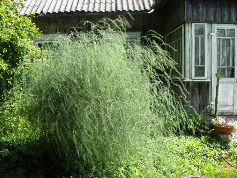 Smidrų sodinimas: konkreti instrukcija sodinantiems pirmą kartą