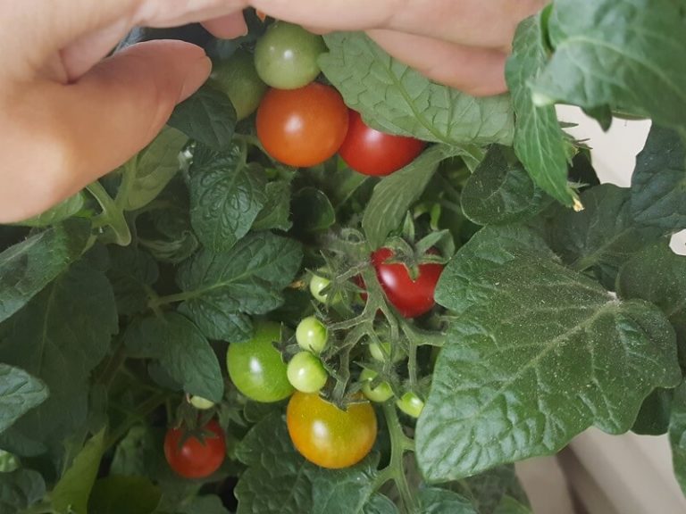 Pomidorai, kurių nereikia genėti – viskas apie juos - Geltonas Karutis