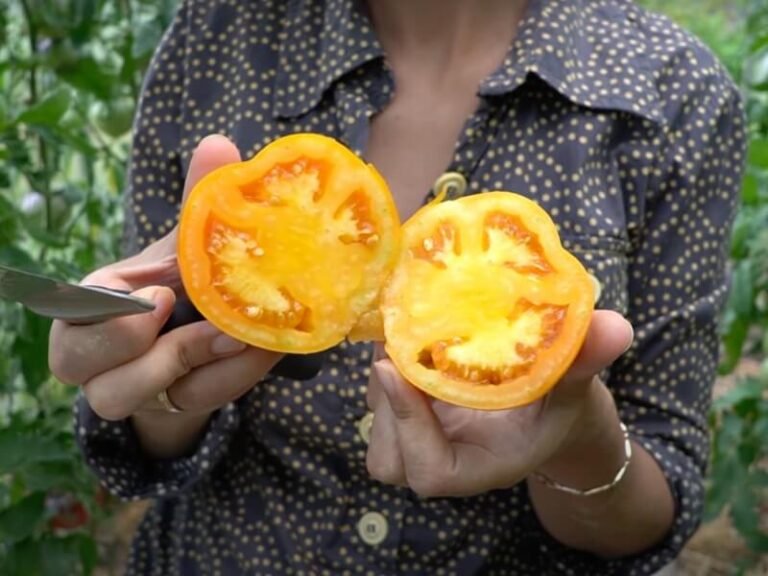 Geriausios pomidorų veislės 2021: kurios man pasiteisino - Geltonas Karutis