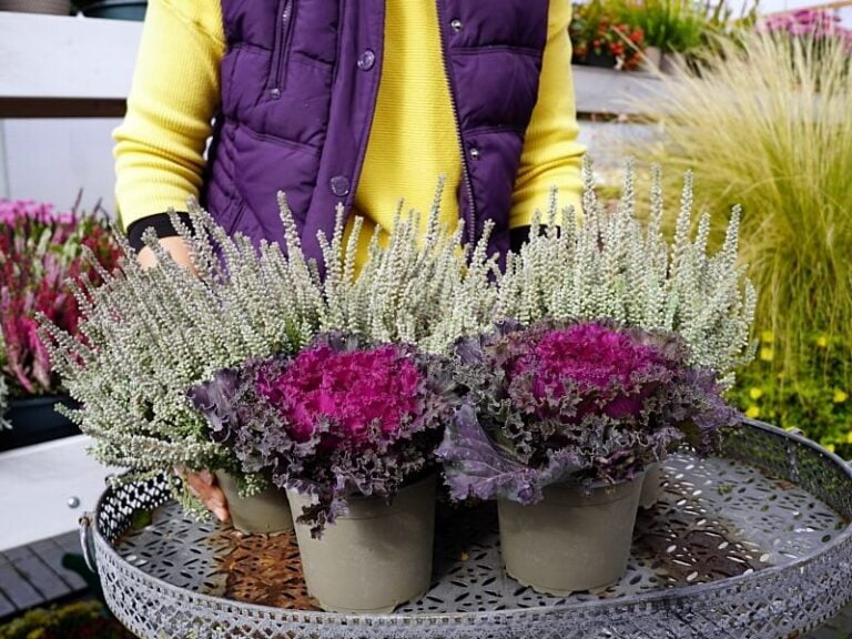 Netikėti 4 rudeniniai augalų deriniai su įprastomis gėlėmis