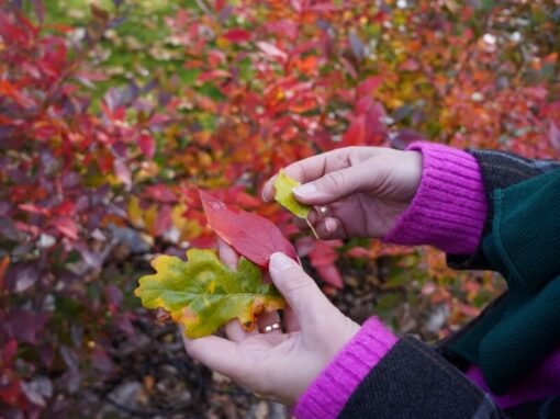 Kaip veikia lapų rinktuvas ir ar verta jį turėti nedideliam kieme