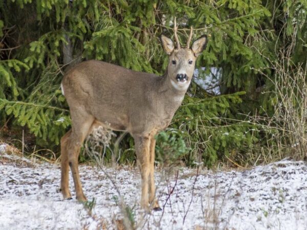 5 būdai, kaip apsaugoti augalus nuo stirnų - Geltonas Karutis