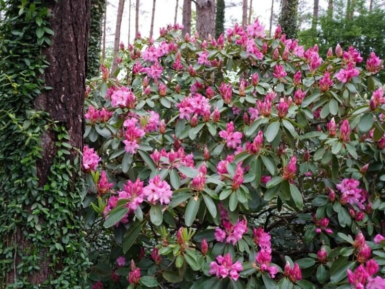 Kaip sodinti rododendrus: sėkmės formulė iš specialistės