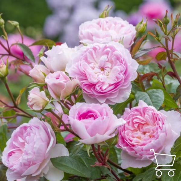 Išsisaugokite: gėlių deriniai su rožėmis ir dovana - augalų sąrašas ...